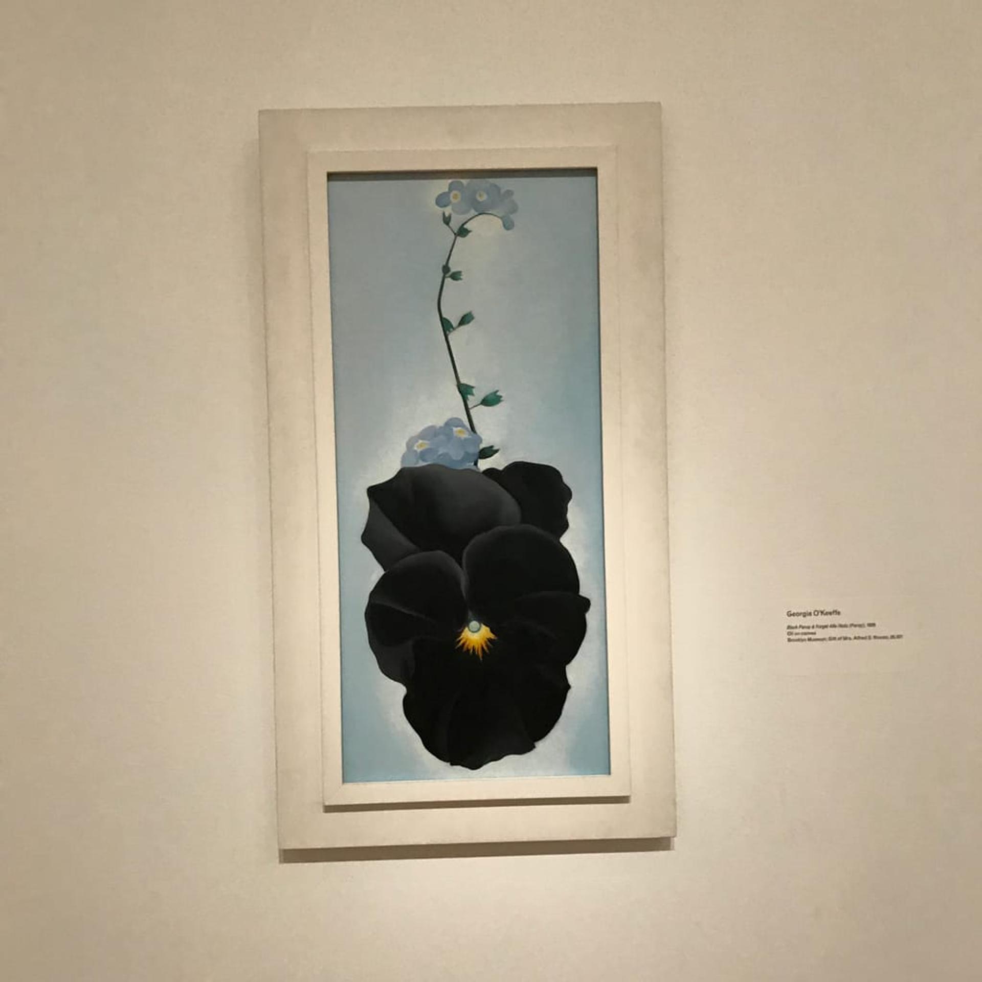 Black Pansy & Forget-Me-Nots (Pansy) · Brooklyn Museum